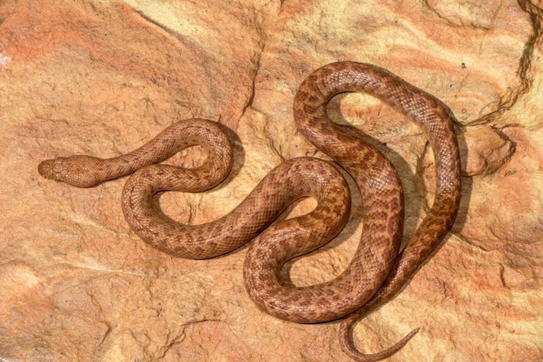 Quelle Est La Différence Entre Un Python Et Un Anaconda 5887